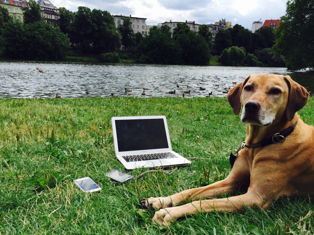 Part-time dogs are great | THE DIGNIFIED SELF - Mindfulness in the ...